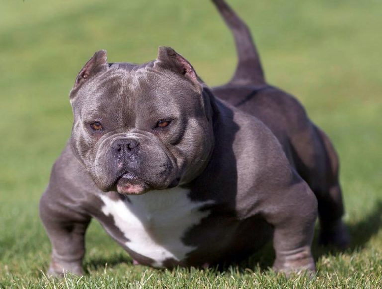 American Bully Micro Bully Exotic Pocket Extreme - MICRO BULLY