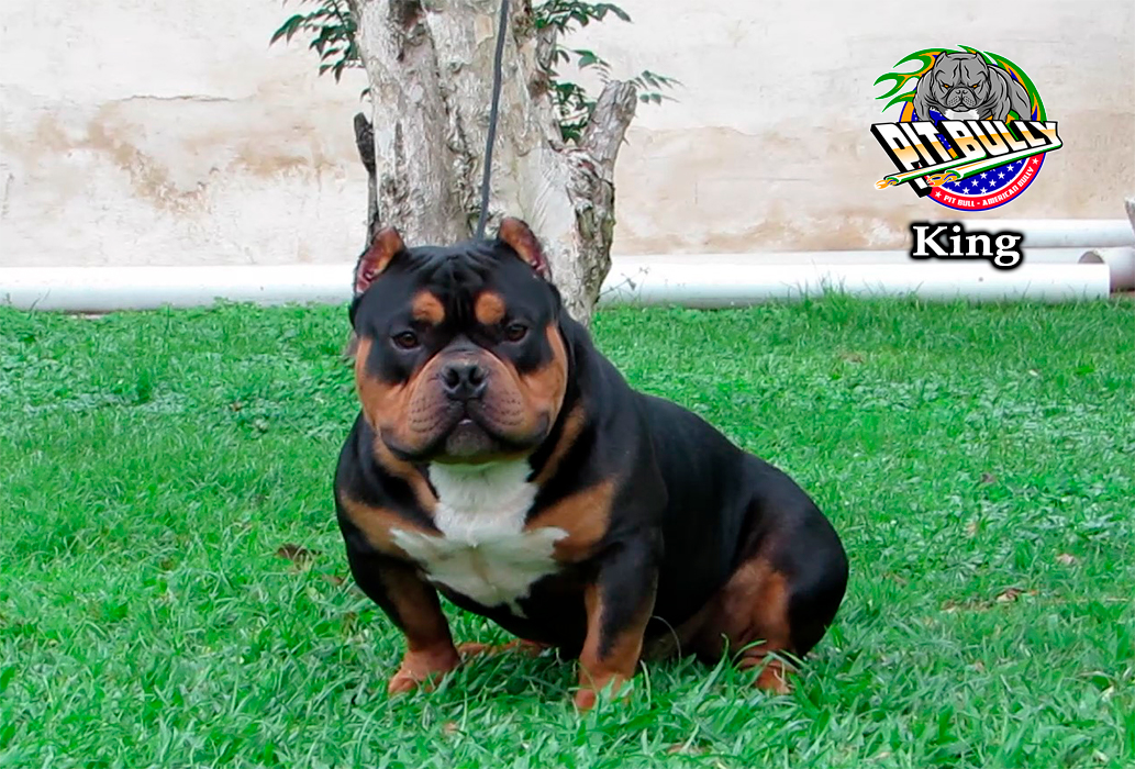 American Bully Micro - MICRO BULLY
